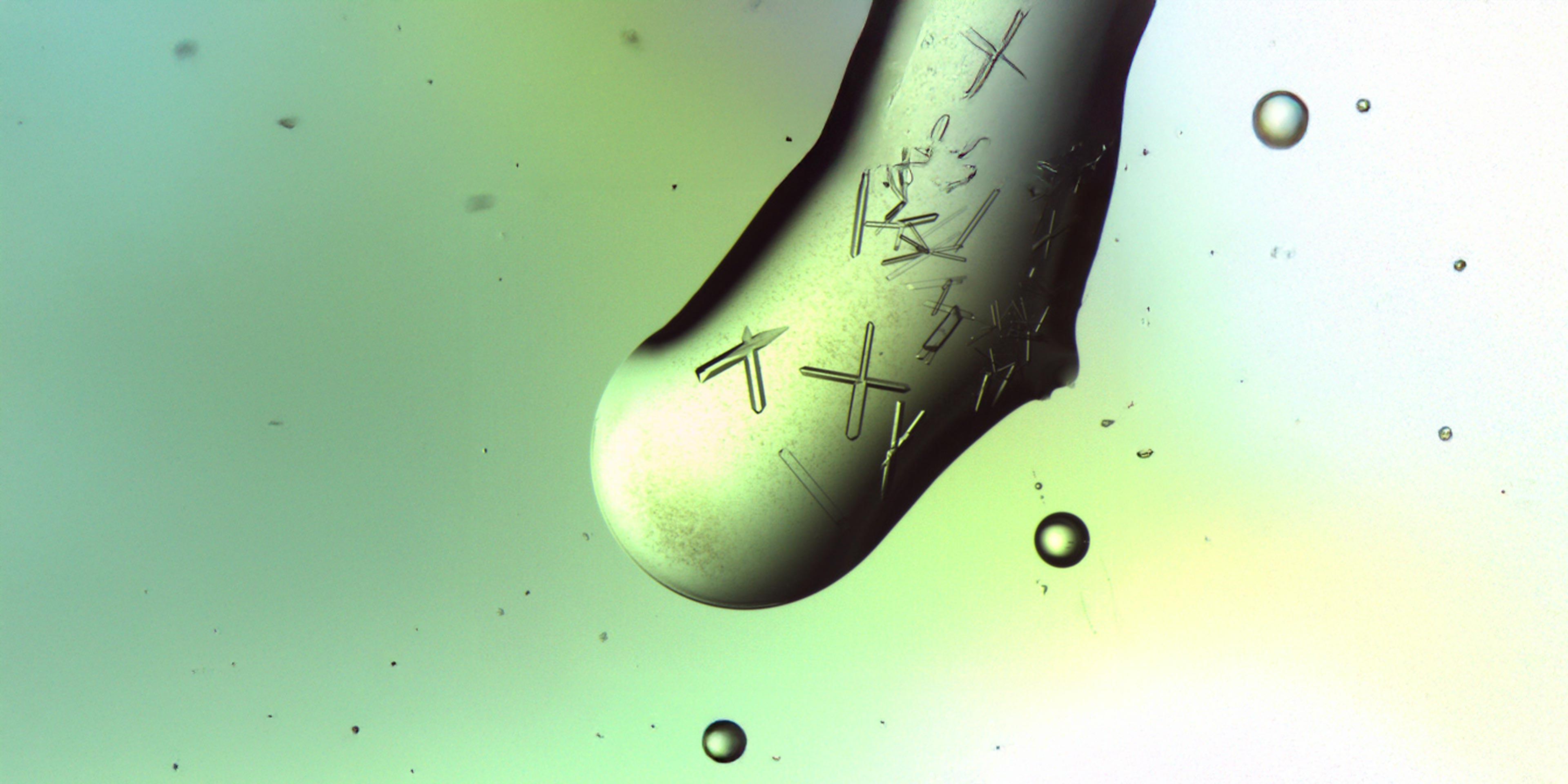 Growing Large Protein Crystals: A New Method for Neutron Diffraction