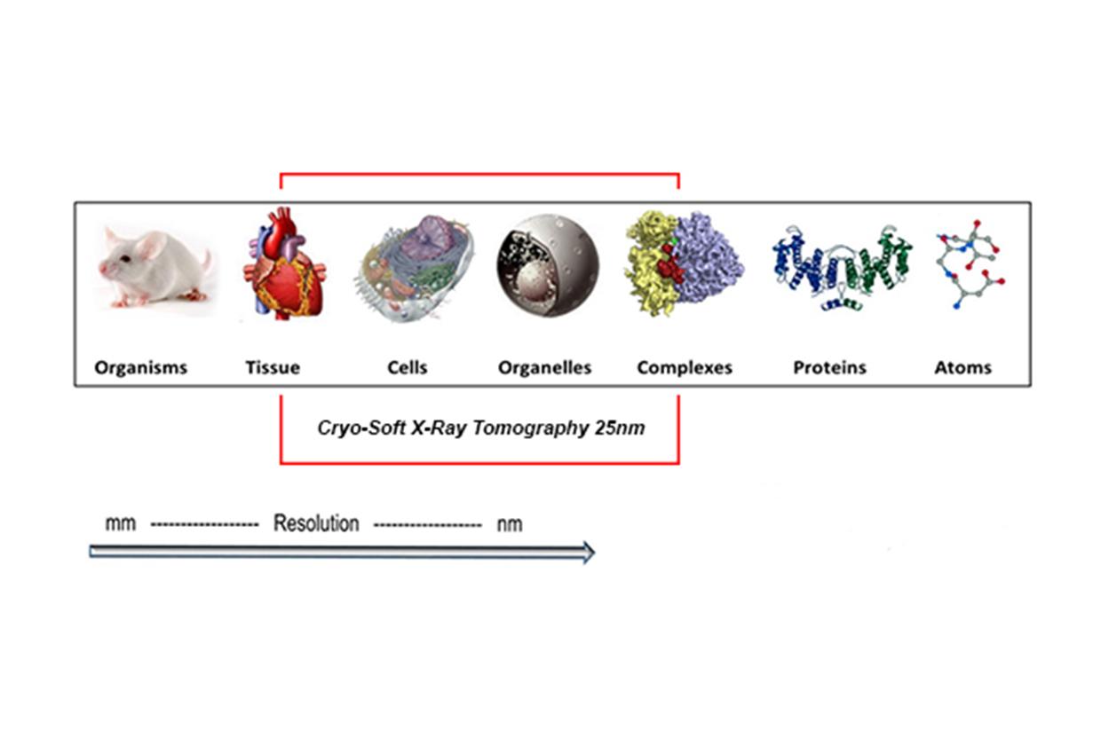 About Cryo-SXT | 3D Cellular Imaging at Diamond Light Source