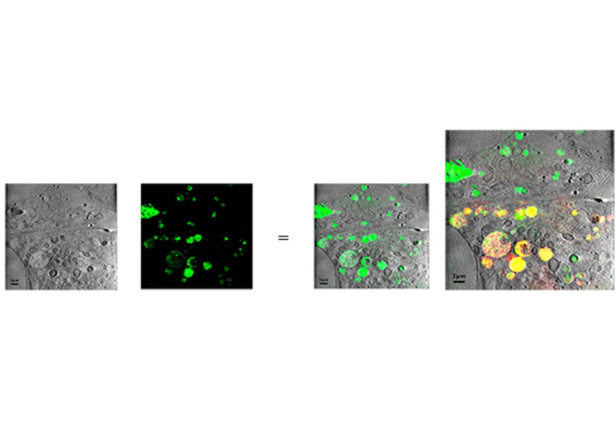 full-infection-process