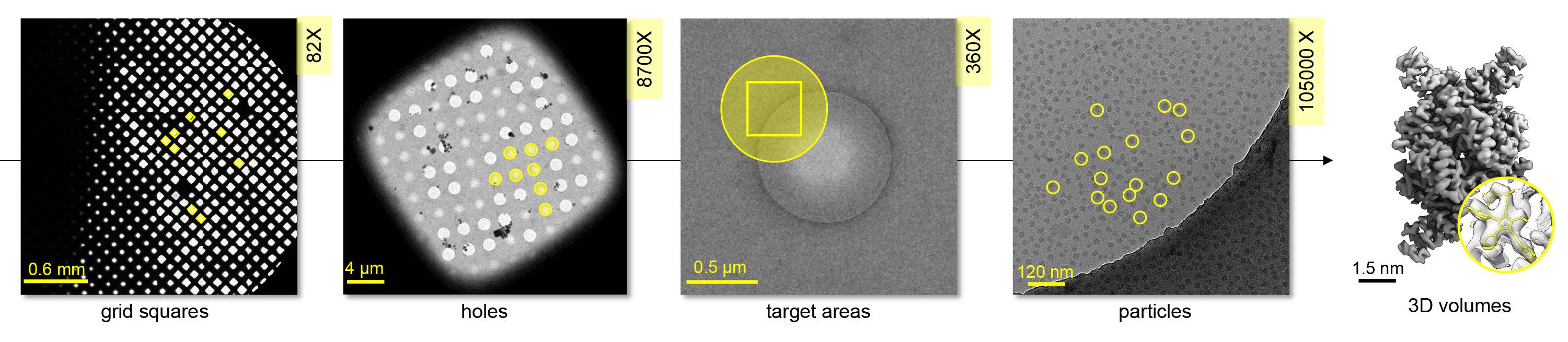 About Cryo-EM | Structural Biology at Diamond Light Source