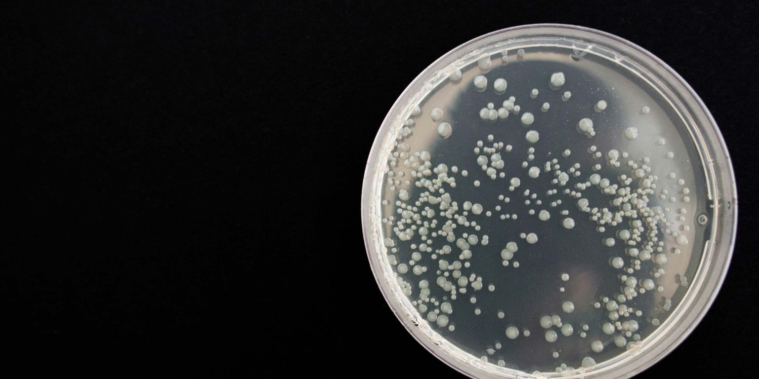 CPR Bacteria and Human Protein Link: Structure of CPR-C4 Revealed