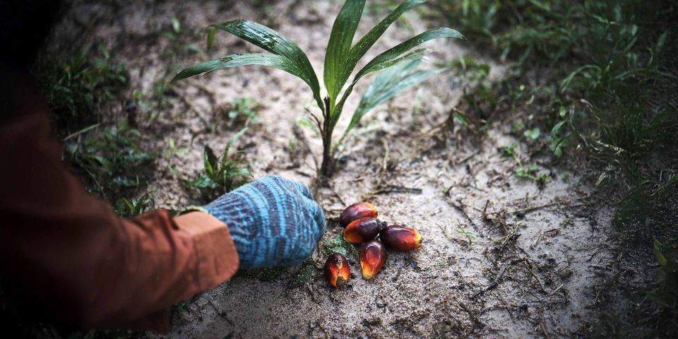 Transforming Palm Oil Waste into Biofuels: LIPI and Diamond Reveal ...