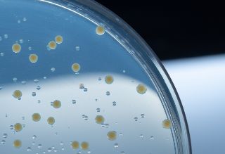 CPR Bacteria and Human Protein Link: Structure of CPR-C4 Revealed