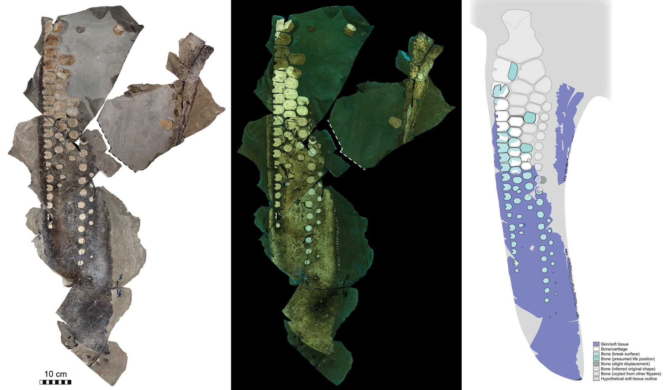Fossil reveals silent swimmer of the Jurassic deep - - Diamond Light Source