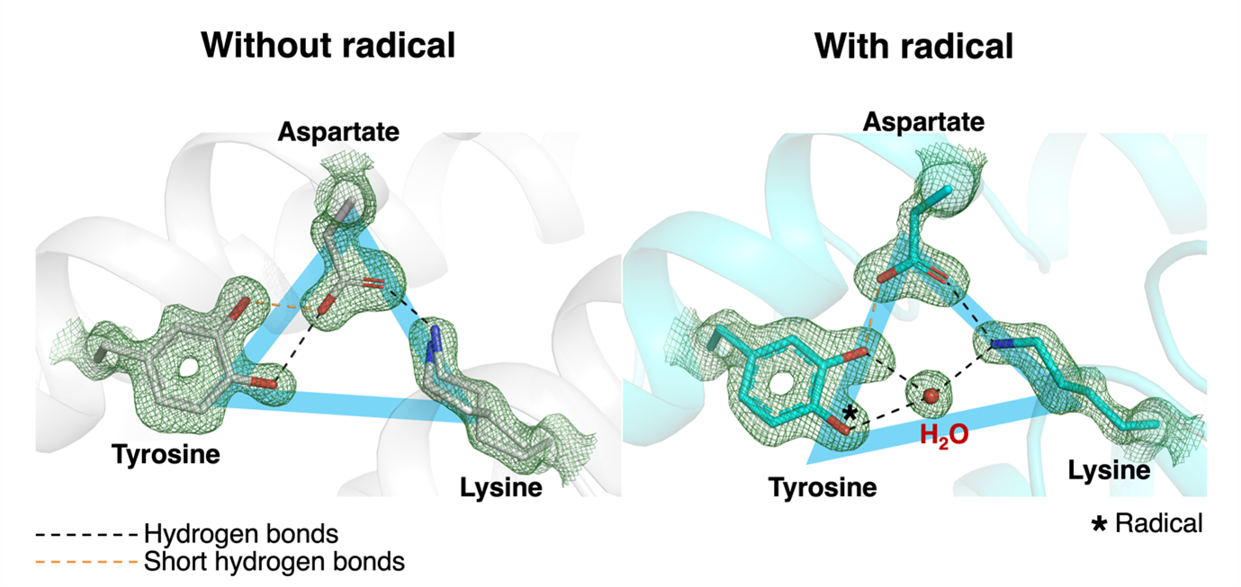Taking candid shots of radical proteins - - Diamond Light Source