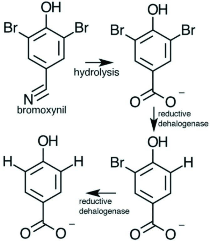 Visualising-how-nature-uses-vitamin-B12-to-deal-with-halogenated ...