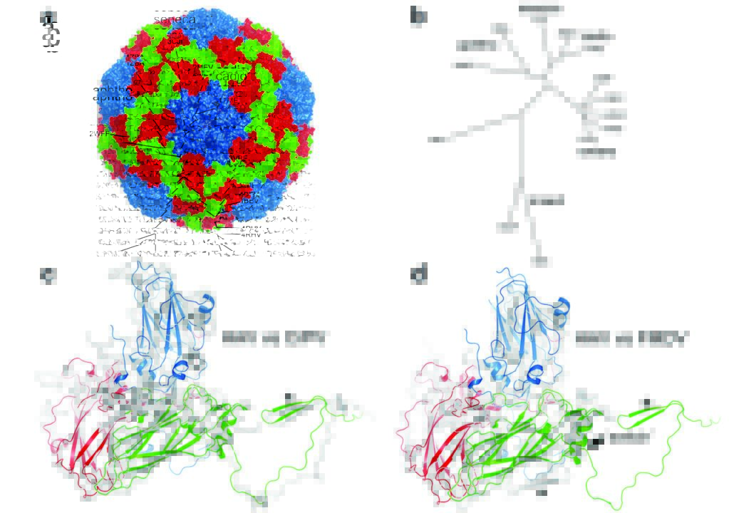A structure for the enigmatic hepatitis A virus - - Diamond Light Source