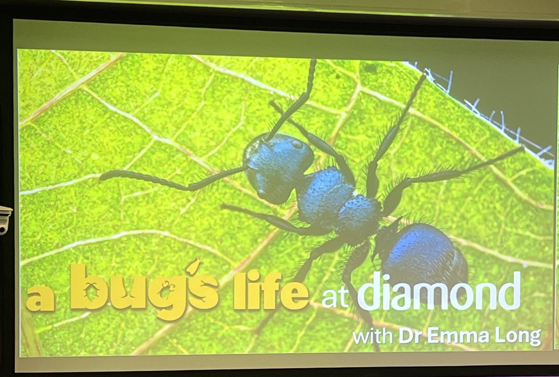 One week, three events and hundreds of people wowed by Diamond ...