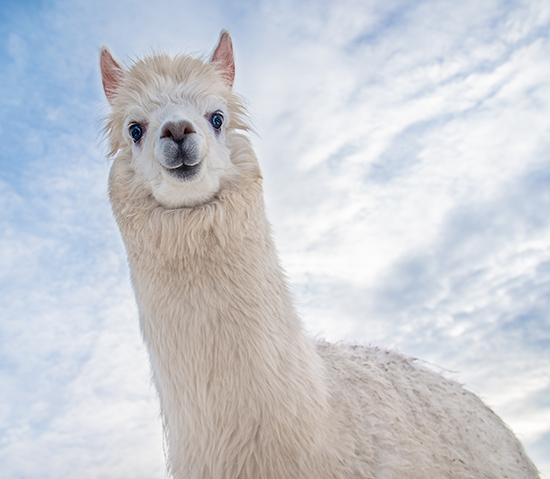 Case study-Lllama derived protein to prevent COVID - - Diamond Light Source