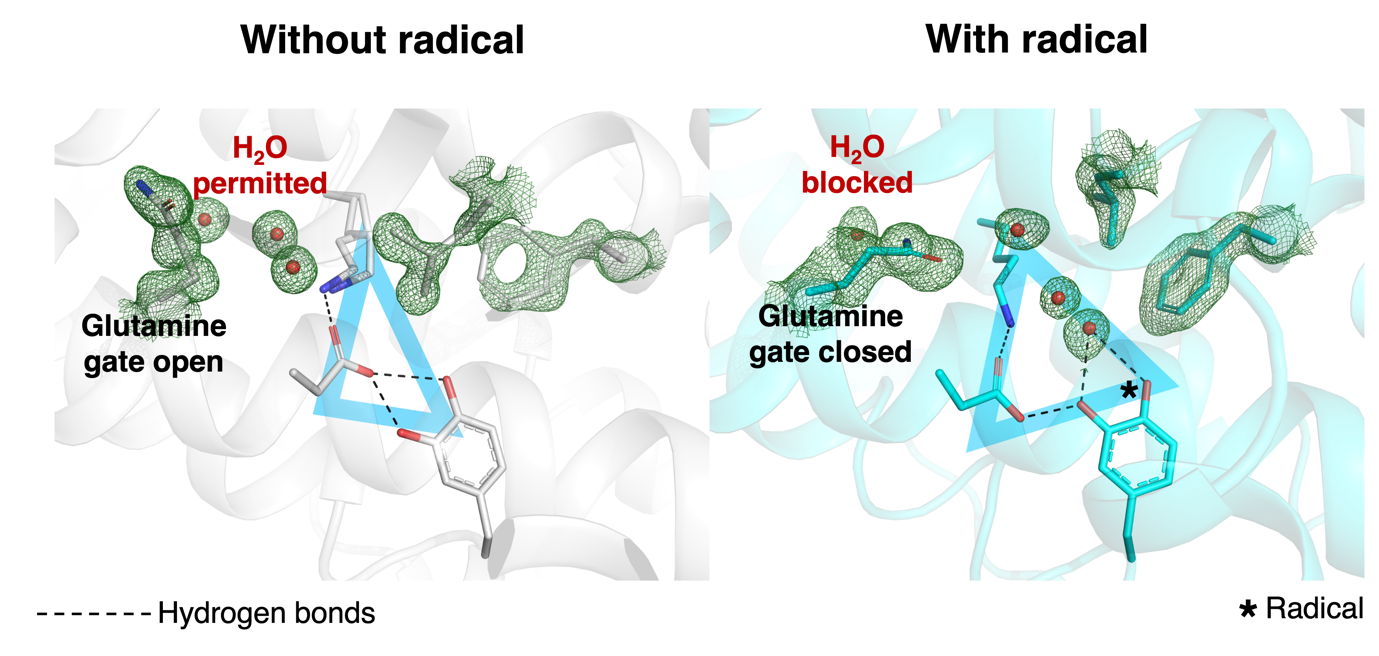Taking candid shots of radical proteins - - Diamond Light Source