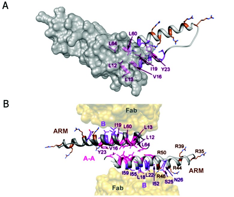 The HIV Rev dimer structure and implications for multimeric binding to ...