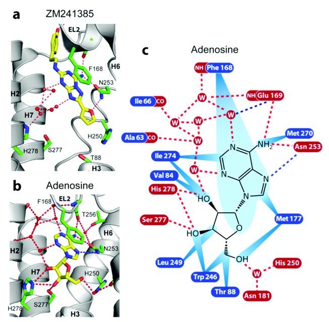 Common features of GPCR activation revealed by crystal structures of ...