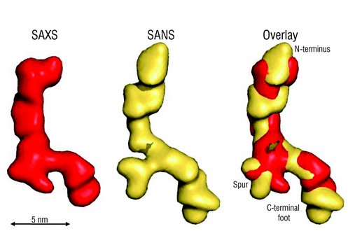 Nanostructure and elastic properties of human tropoelastin - - Diamond ...