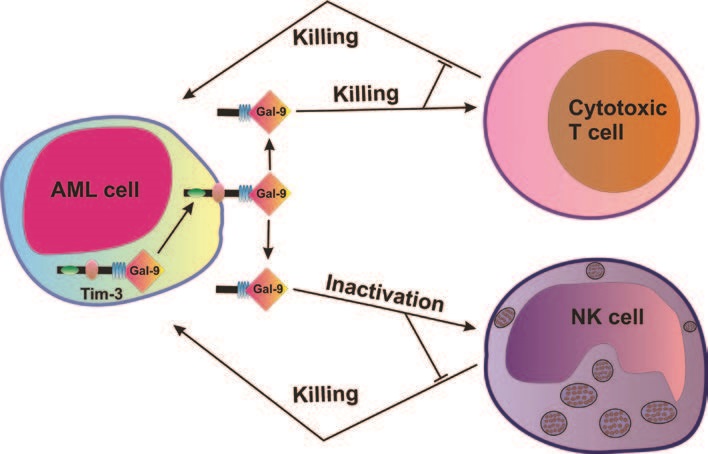 Unravelling the mechanisms of immune escape by acute myeloid leukaemia ...