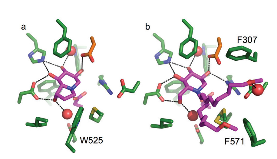 Insights into broad-spectrum antivirals - - Diamond Light Source Insights into broad-spectrum antivirals - - Diamond Light Source