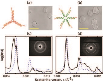 Building 3D nanomaterials with sticky DNA bricks - - Diamond Light Source