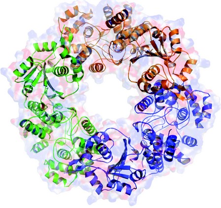 Structural basis of Lassa fever nucleoprotein in transcription and ...