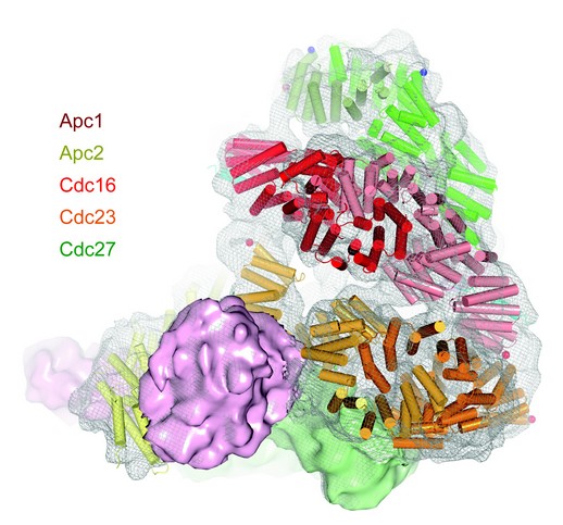 Structures of the TPR subunits of the anaphase promoting complex (APC/C ...