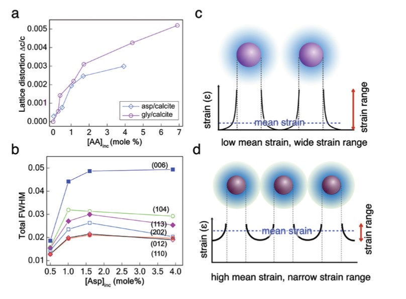 Why are natural minerals such as seashells so hard? - - Diamond Light ...