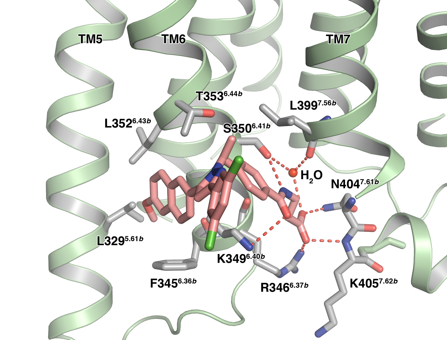 Identification of a novel binding site on the glucagon receptor ...