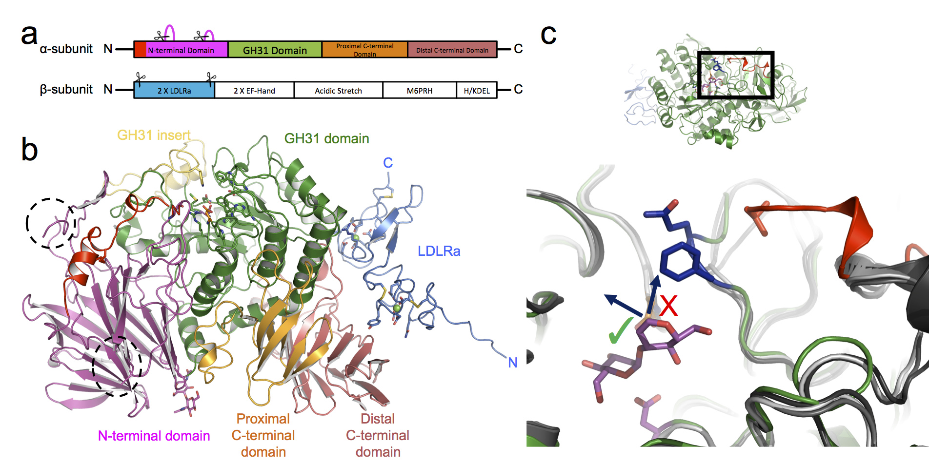 Insights into broad-spectrum antivirals - - Diamond Light Source Insights into broad-spectrum antivirals - - Diamond Light Source