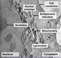 Cryo-Soft X-ray Tomography (SXT) - - Diamond Light Source