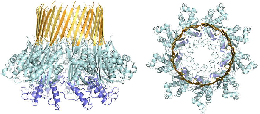 Untangling the mysteries of curli fibres - - Diamond Light Source