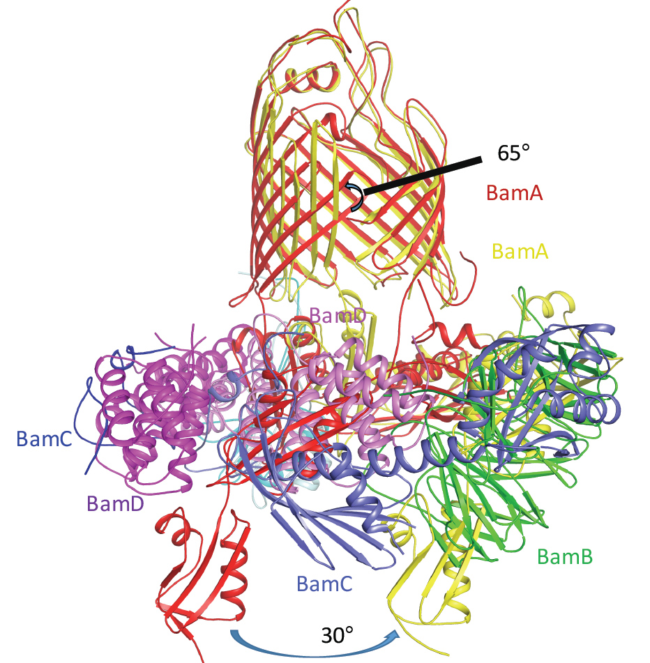 Bacterial outer membrane assembly machines - - Diamond Light Source