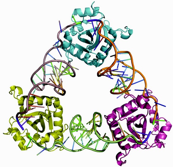 Toxin-antitoxin induced altruism in bacteria protects populations from ...