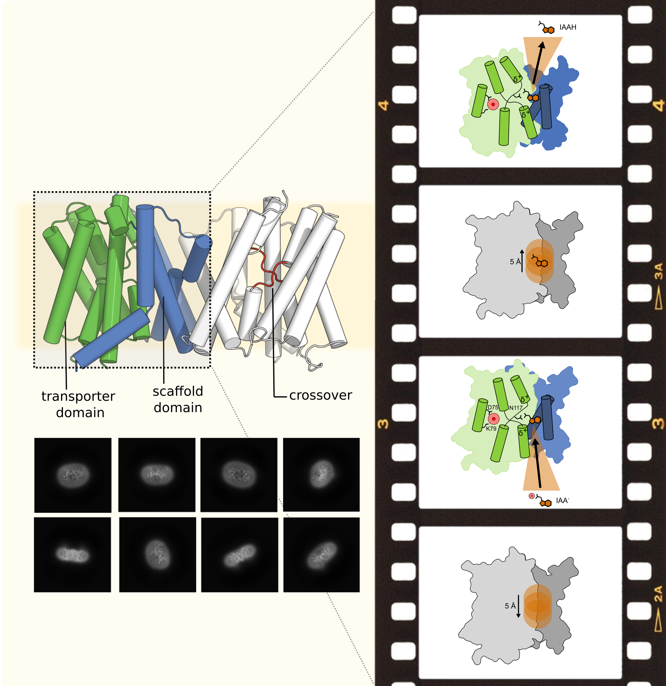 Understanding the Power of Movement in Plants - - Diamond Light Source