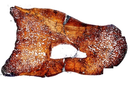 Revealing the healing of Dino-sores - - Diamond Light Source