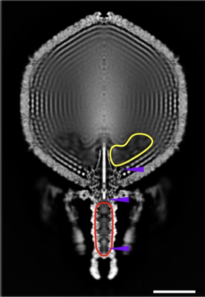 A first peek at a “crass” virus - - Diamond Light Source