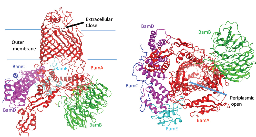 Bacterial outer membrane assembly machines - - Diamond Light Source