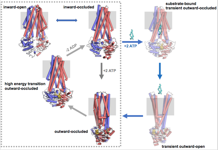 Transport cycle: As easy as ABC - - Diamond Light Source