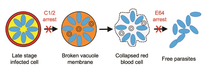 How malaria parasites break out of red blood cells during the infection ...