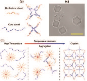Building 3D nanomaterials with sticky DNA bricks - - Diamond Light Source