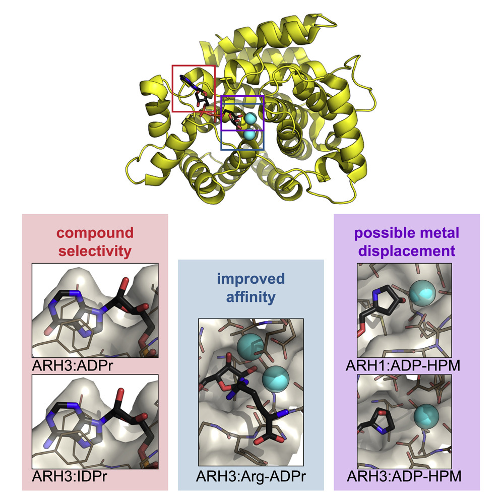 DNA SOS: Understanding DNA signaling pathways - - Diamond Light Source