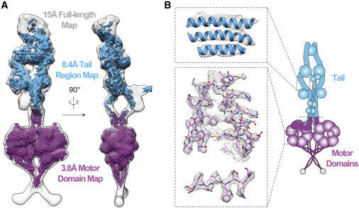 eBIC produces first 3D structure of the complete human dynein ...