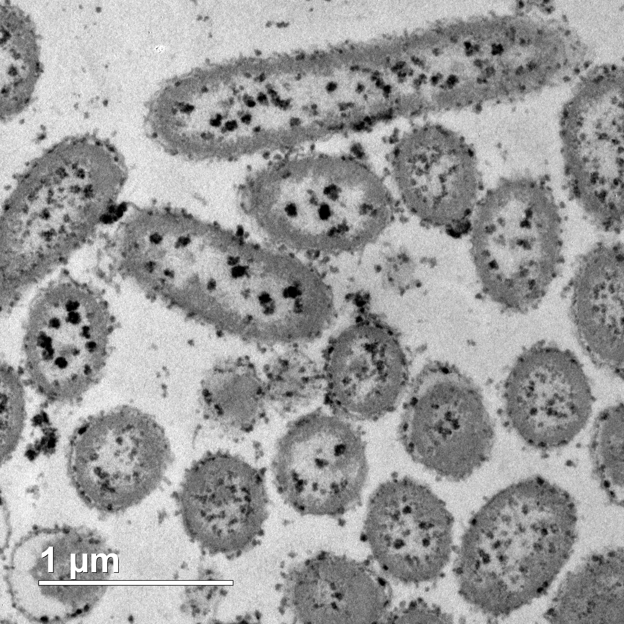Biosynthesis of copper nanoparticle catalysts - - Diamond Light Source