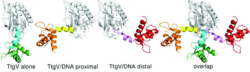 Cooperative binding principles of tetrameric gene regulators revealed ...