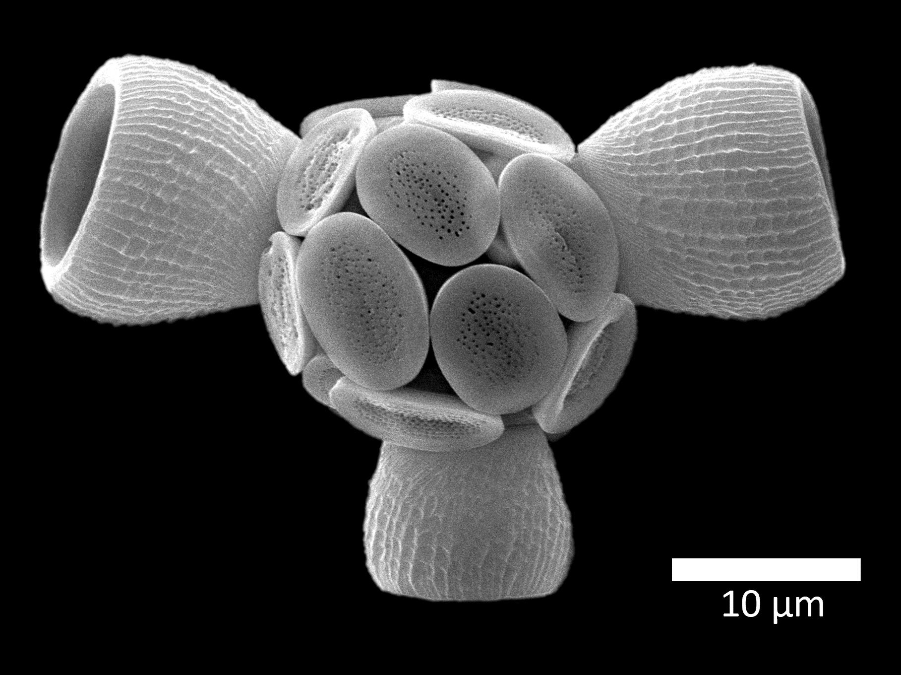 Biomineralization - - Diamond Light Source
