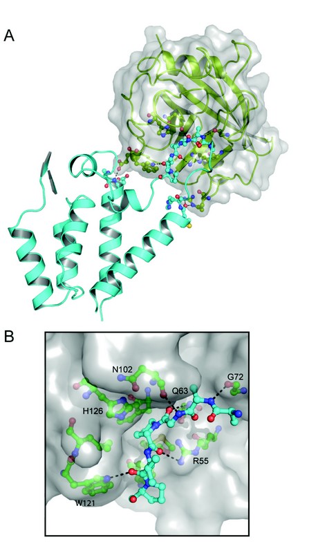 Studying molecular fossils- ancient lentiviral-CypA interactions ...
