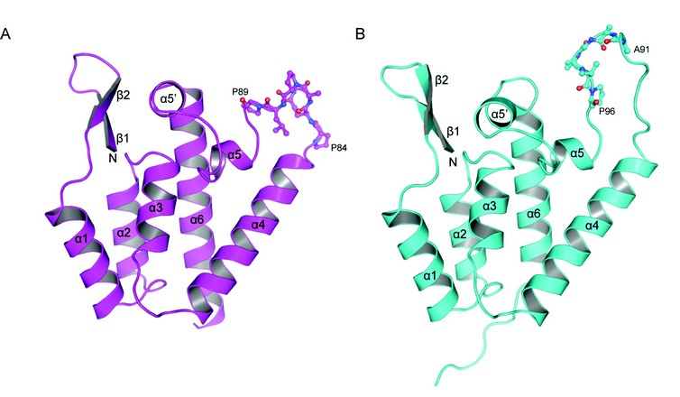 Studying molecular fossils- ancient lentiviral-CypA interactions ...