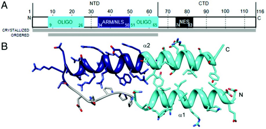 The HIV Rev dimer structure and implications for multimeric binding to ...