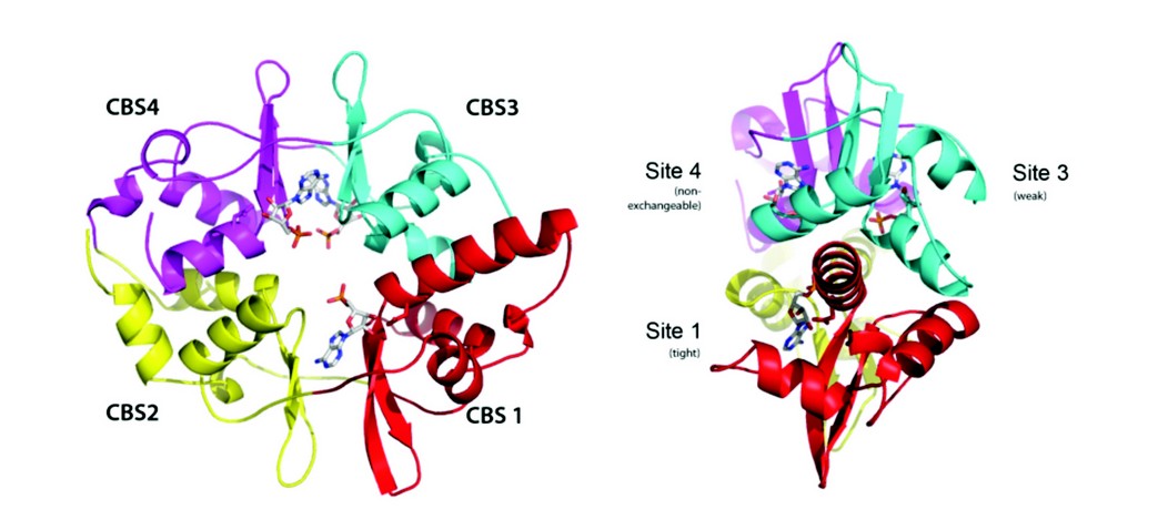 Structure of AMPK and its regulation by ADP - - Diamond Light Source