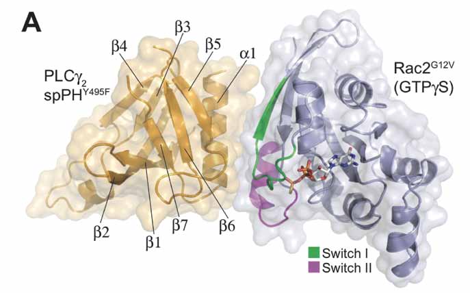 Structural insights into formation of an active signalling complex ...