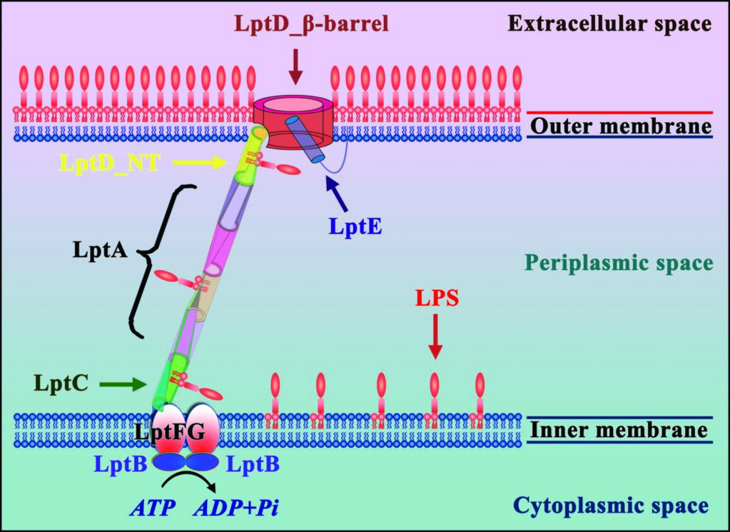 Structural and functional studies of lipopolysaccharide transport and ...