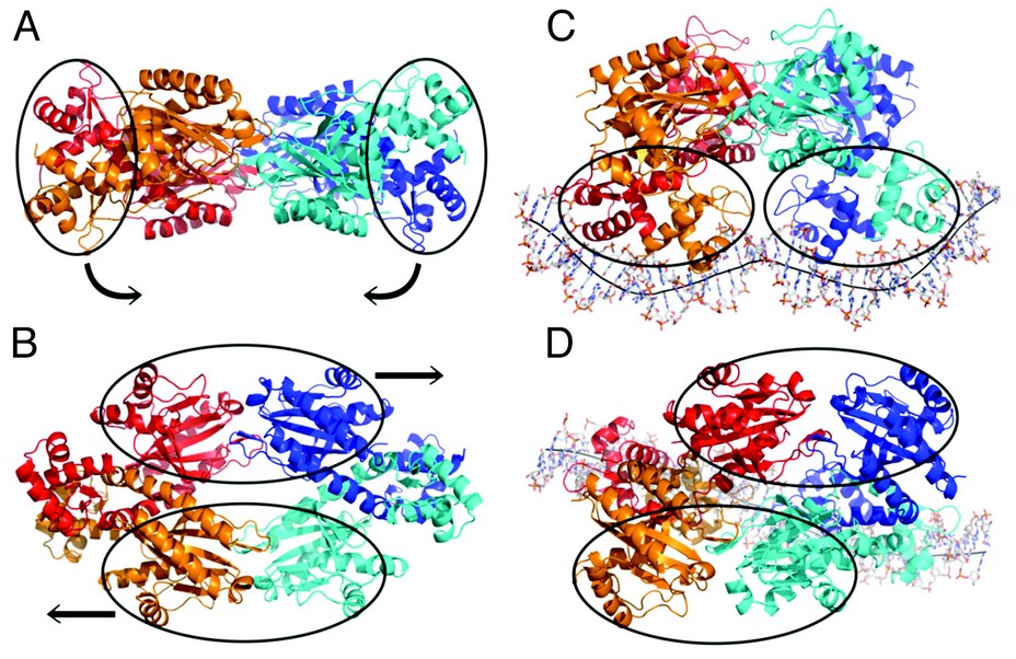 Cooperative binding principles of tetrameric gene regulators revealed ...