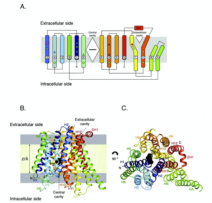 Towards a structural understanding of transport within the proton ...
