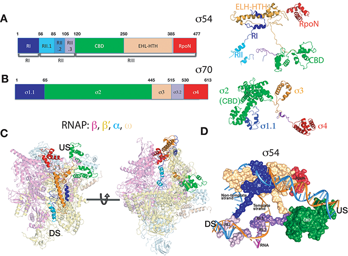 Structure-of-RNA-polymerase-in-complex-with-the-major-variant-sigma ...